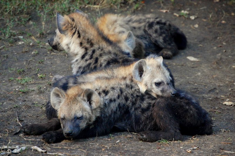 Notes From Kenya: MSU Hyena Research: Cub Cuteness
