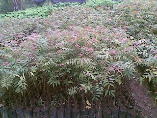 selamatkan bumi kita: suren (toona sureni)