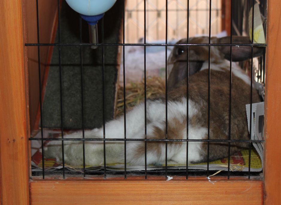 All Bout Food: Vietnamese Rice Paper Rolls