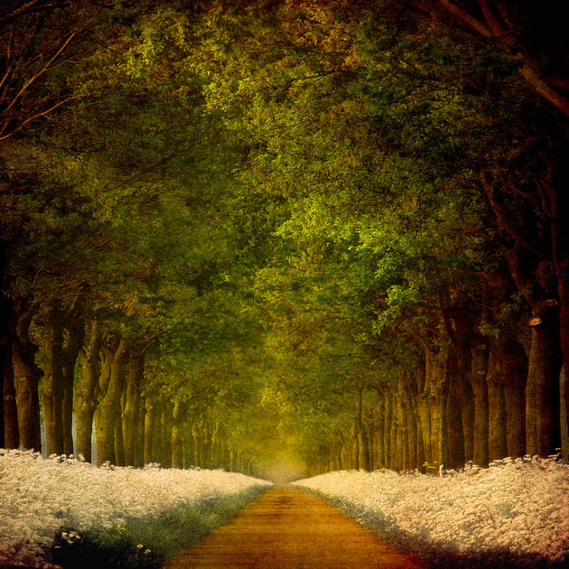 Ngabash: Nature Landscapes by Lars van de Goor