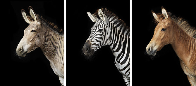 cool image: Animal Photography by Tim Flach