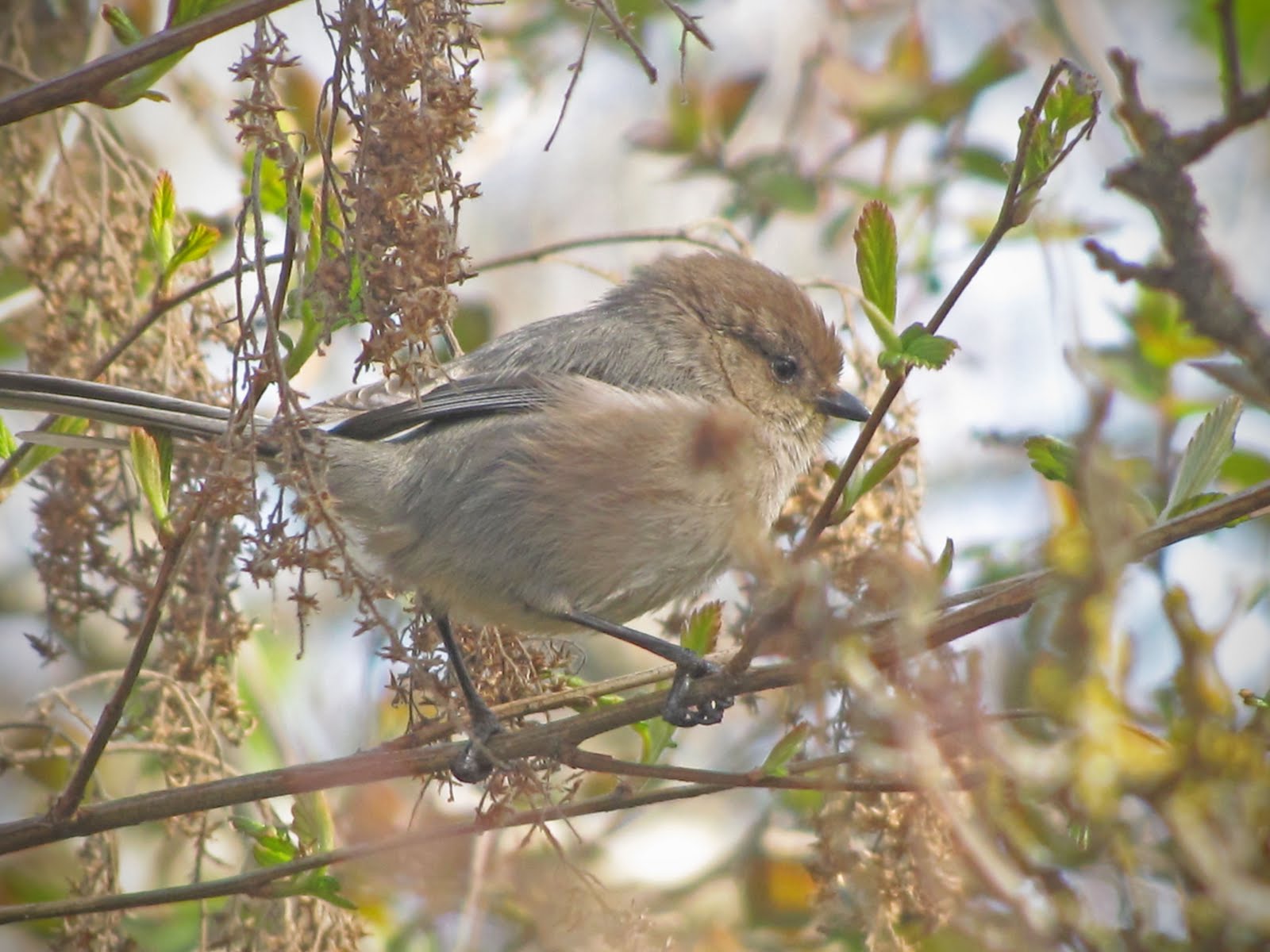 Nature As Is: Bushtit Activity before nesting
