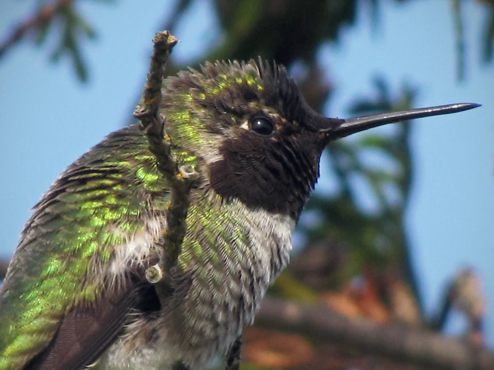 Nature As Is: The Call Of The Male Hummingbird