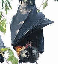 Filología Hoy: Murciélago. Una rata ciega, calva y con alas (Ramon Solsona)