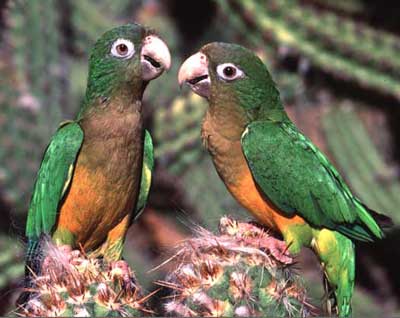 Mundo Gira: Fauna da Caatinga