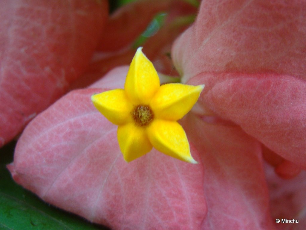 ಹಳ್ಳಿ ಹುಡುಗ......: ನಾನು ಮತ್ತು ಕ್ಯಾಮೆರ, ಸ್ವಲ್ಪ ಫೋಟೋಗ್ರಫಿ ಭಾಗ-೨