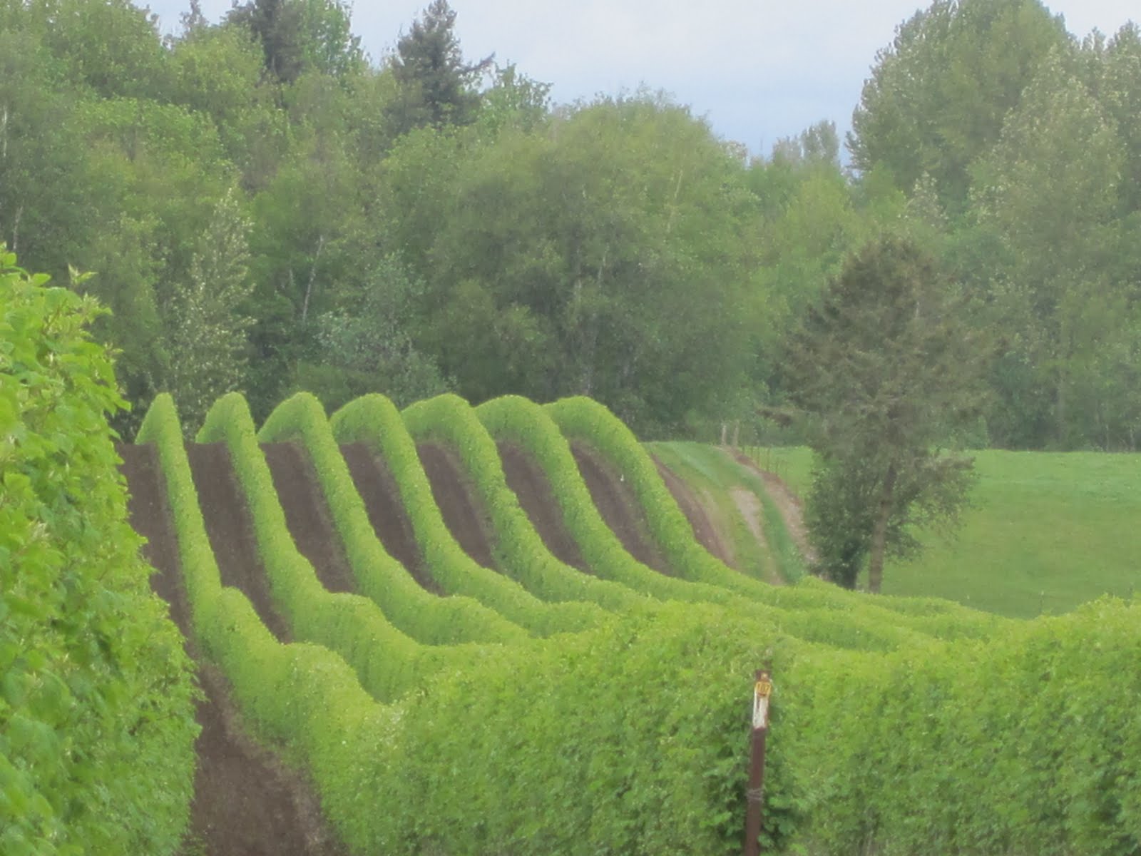 Scene Through My Eyes: Raspberries - Raspberries - and some rhubarb