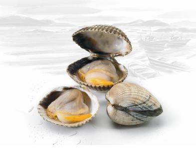 CUCA - Premium canned fish & seafood: COCKLES