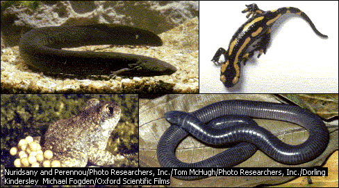 La Evolución de los Animales Vertebrados: Evolución de los AnFiBiOs