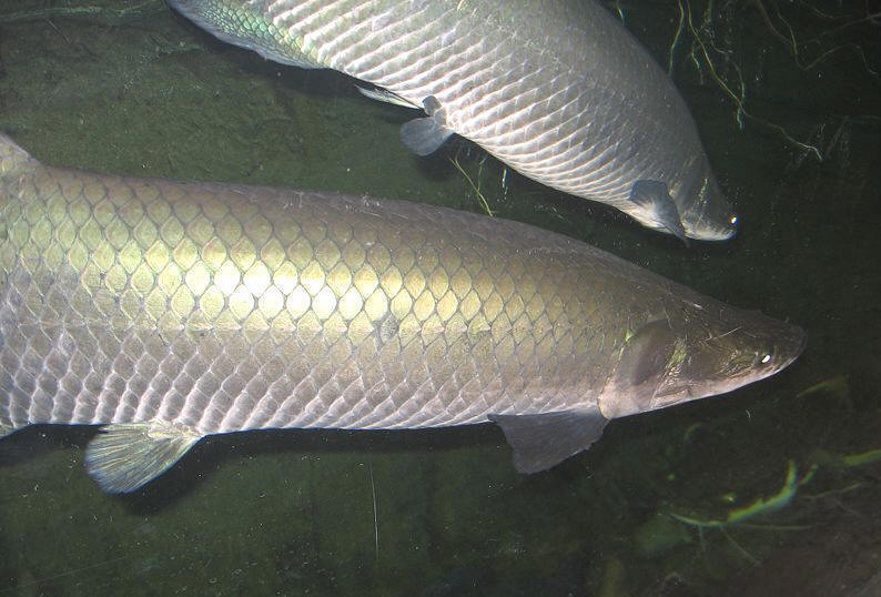 LET ME BE FRANK(ie): The Amazon Rainforest | Paiche