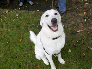 Zen Dog Training Blog: Juliet the Great Pyrenees/Lab Mix