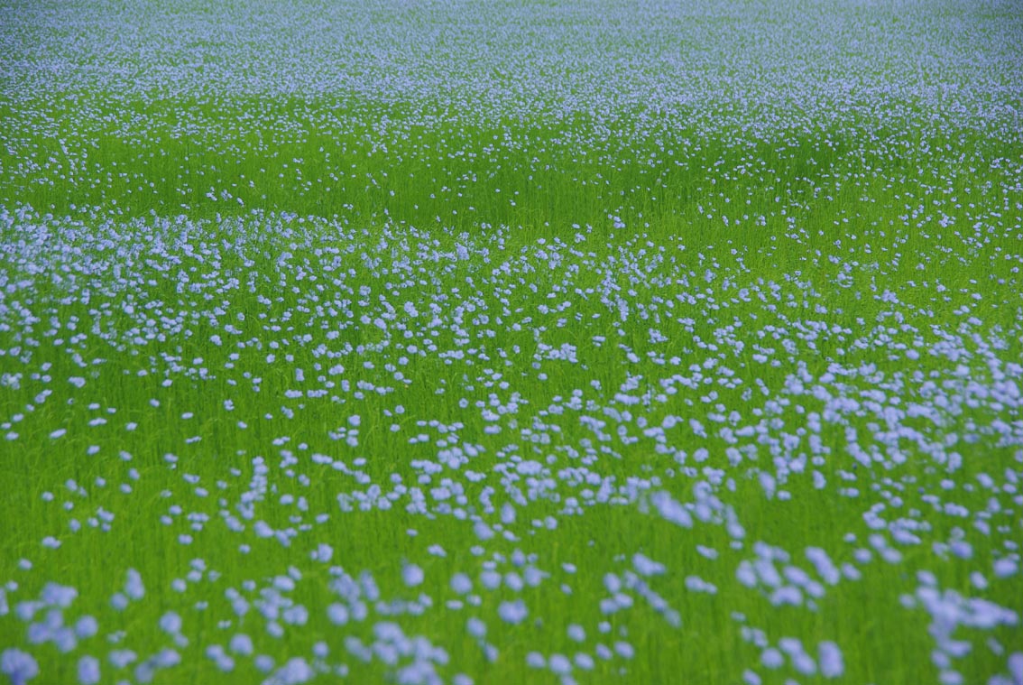 NORMANDIE KATIA: CHAMP DE LIN