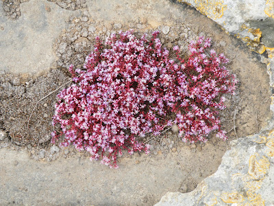 The cactus and Succulent Society of Malta: Maltese wild succulents ...