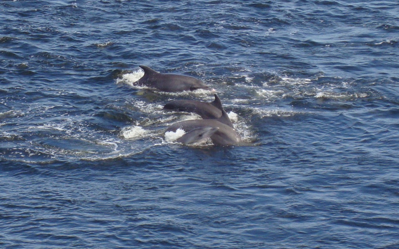 Marc- Black-Wolf- Gilson: Wildlife in the Congo