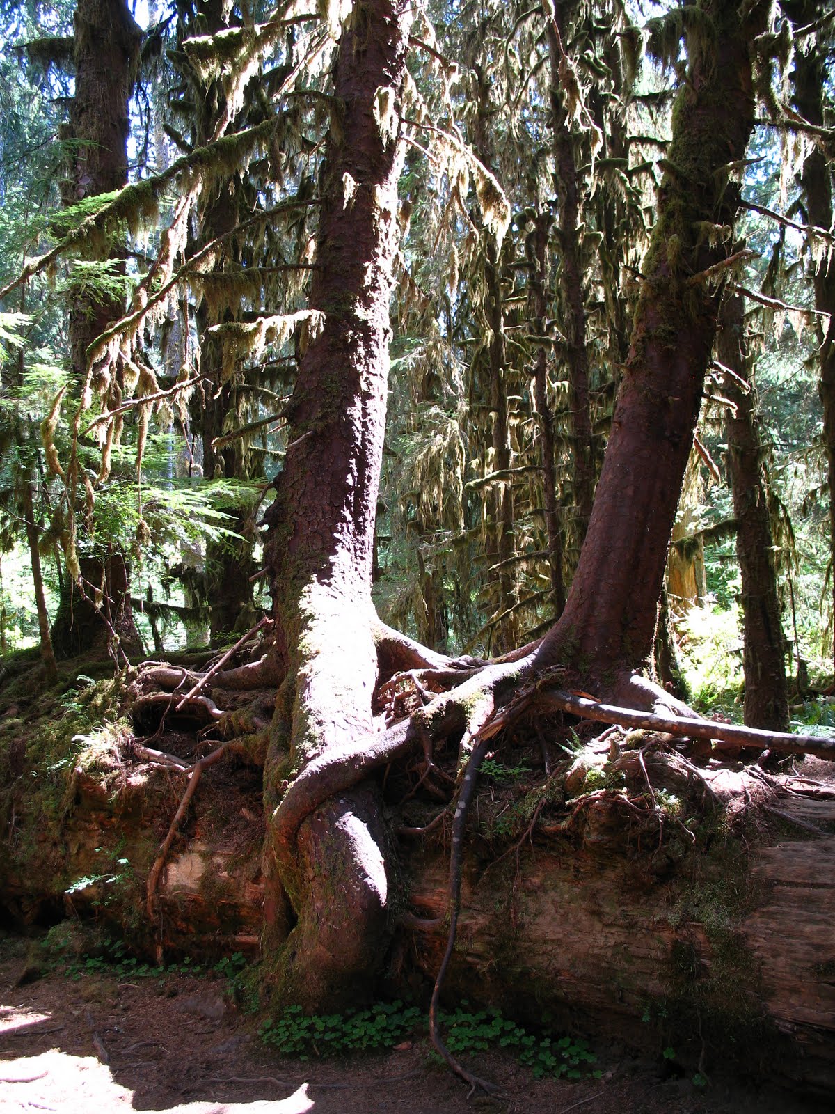 Kind of Curious: The Life of a Nurse Log