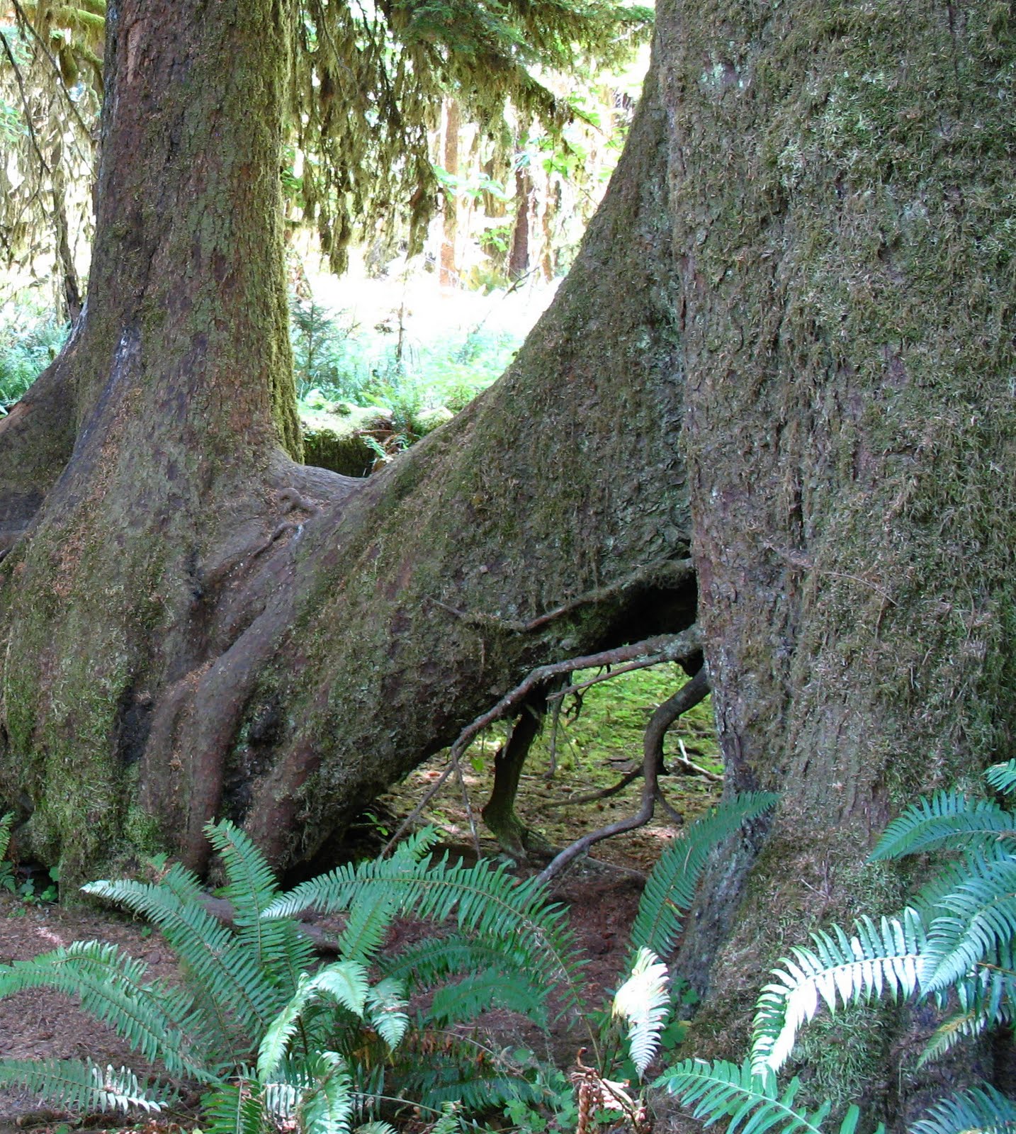 Kind of Curious: The Life of a Nurse Log