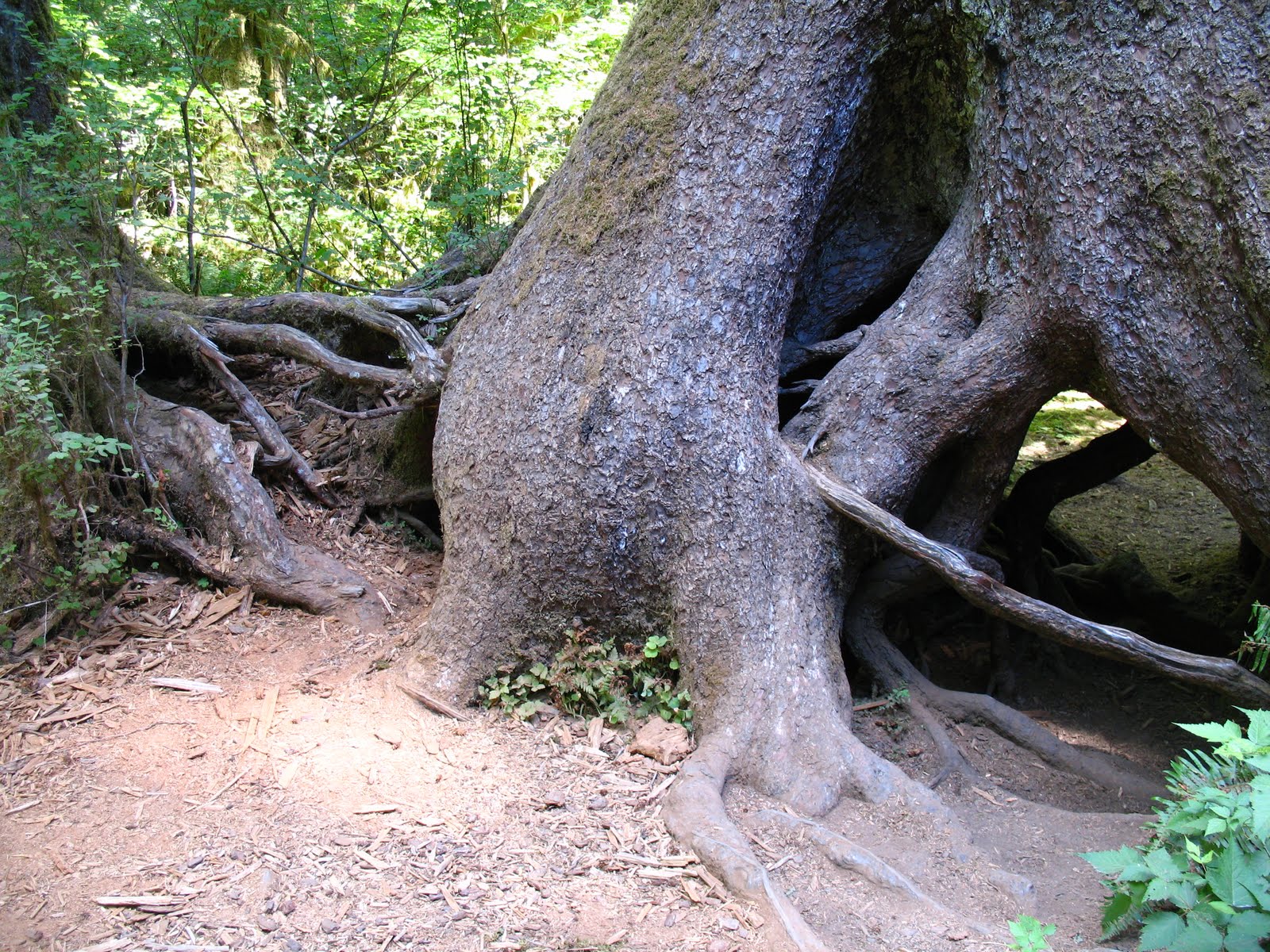 Kind of Curious: The Life of a Nurse Log