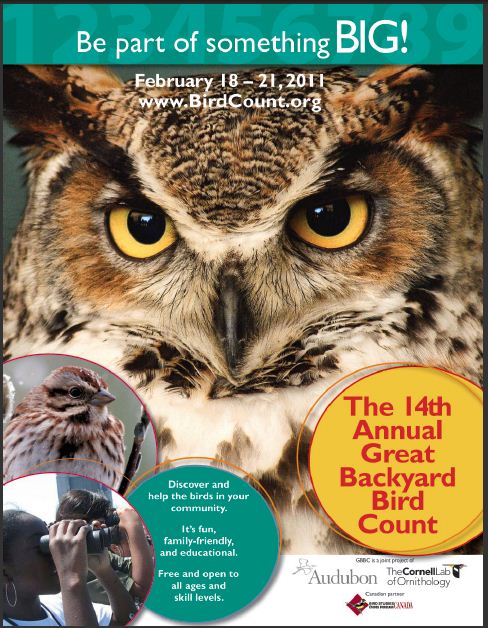 No Regrets: Great Backyard Bird Count