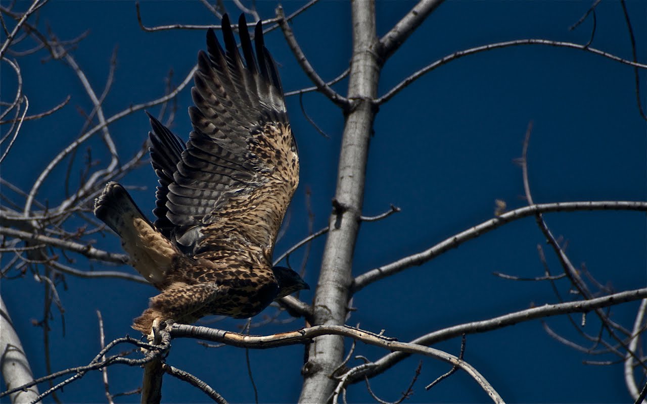 Swainson's Hawk Watch: Young Hawks are Flying More