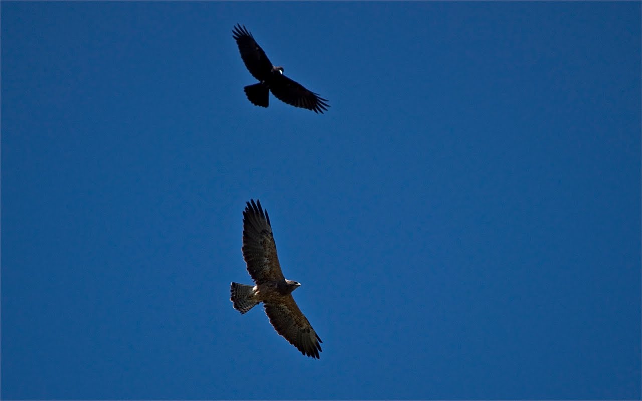 Swainson's Hawk Watch: Crows Attack Young Hawk in The Sky