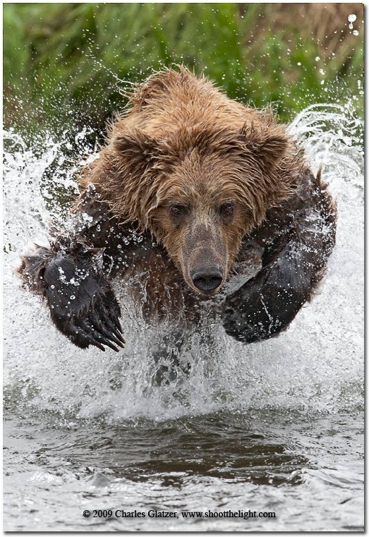 Animal Posters: Free Brown Bear Poster