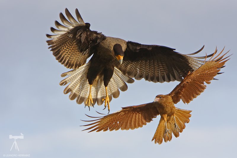 Ushuaia: Carancho y chimango (Caracara plancus-milvago chimango )