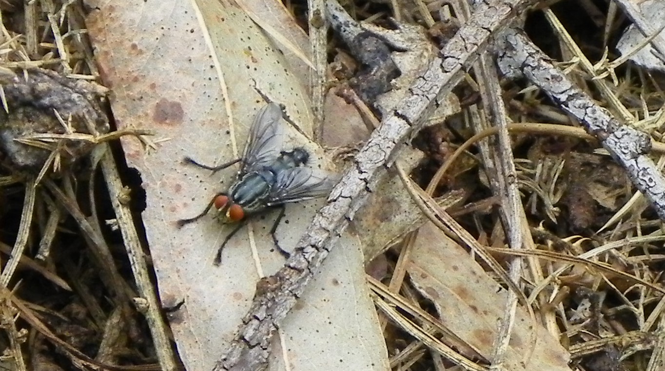 NATURALEZA desde ASTURIAS: MOSCA AZUL DE LA CARNE.-Calliphora vomitoria