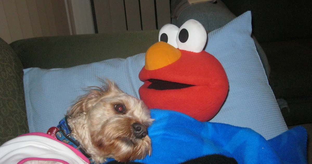 Elmo's World Trip!: Elmo is relaxing at home