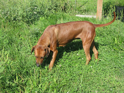 MR Ridgebacks: Our Ridgeback Family
