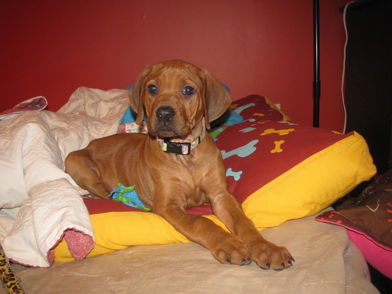 MR Ridgebacks: Our Ridgeback Family