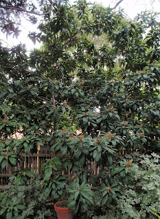The Choice of Landscape: Its Winter in Central Texas and Loquat Trees ...
