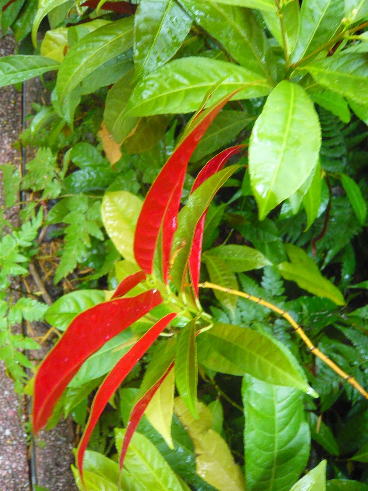 Plantes vertes (et rouges) | À Voir