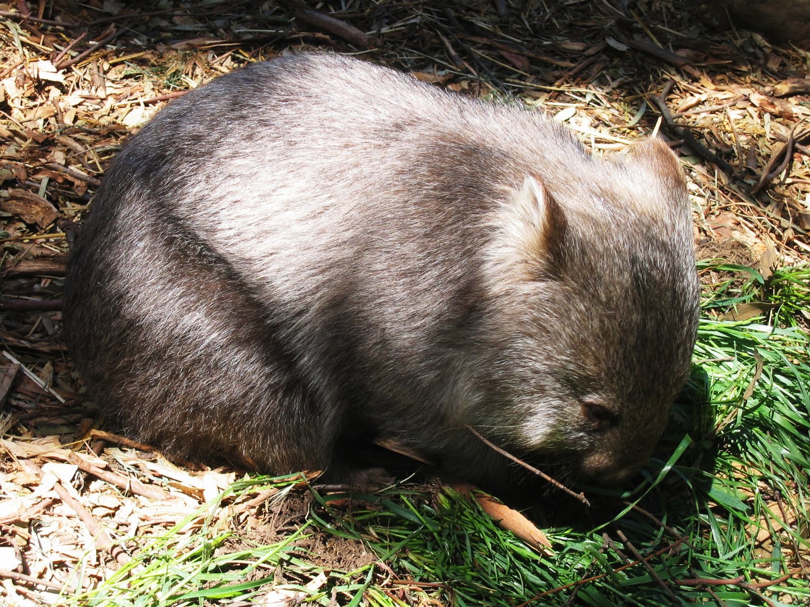 TravelSkite: Wombat combat