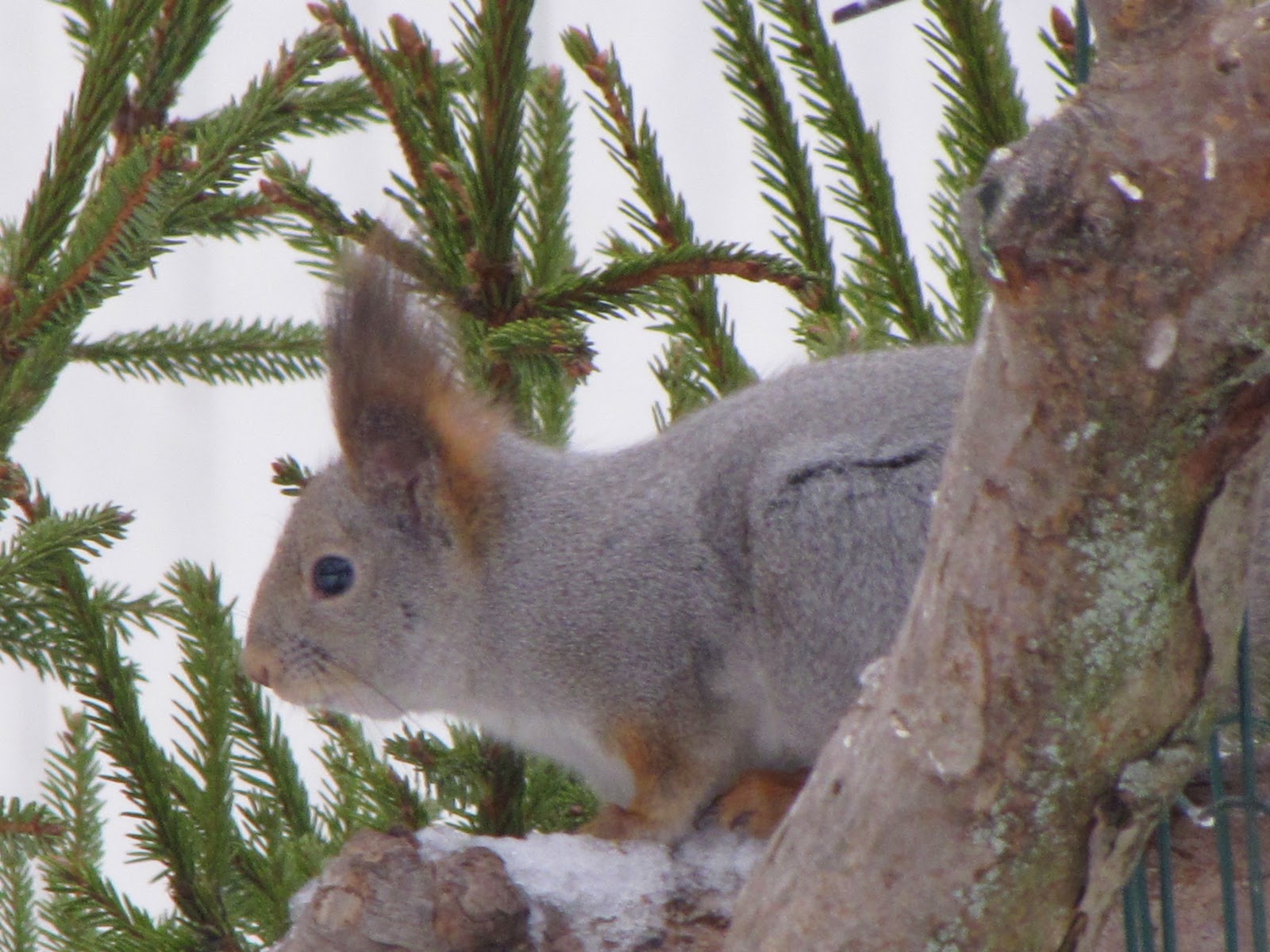 Seijastiinan Mietteitä: Lintuja ja oravia ♥