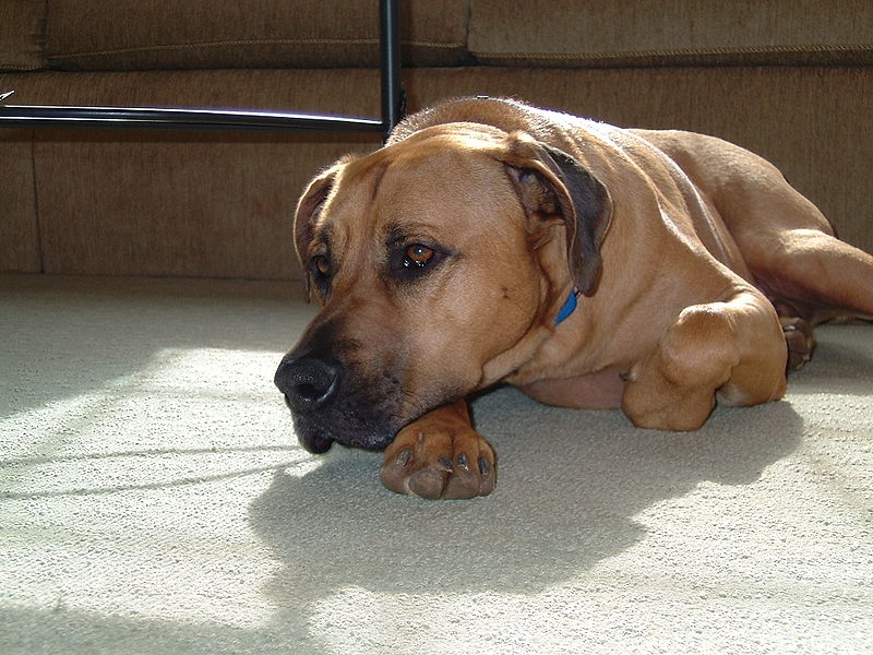 Cur Dog Breed - Dog Breeds