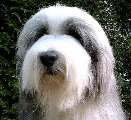 Bearded Collie