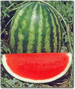 Studynotes: Genetically Modified Food. [GM food]