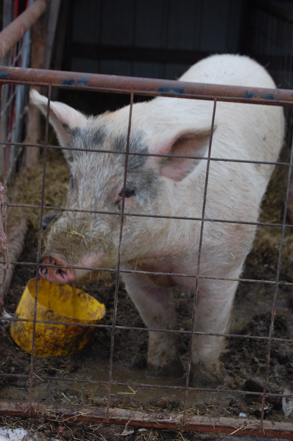Big Boar Hog