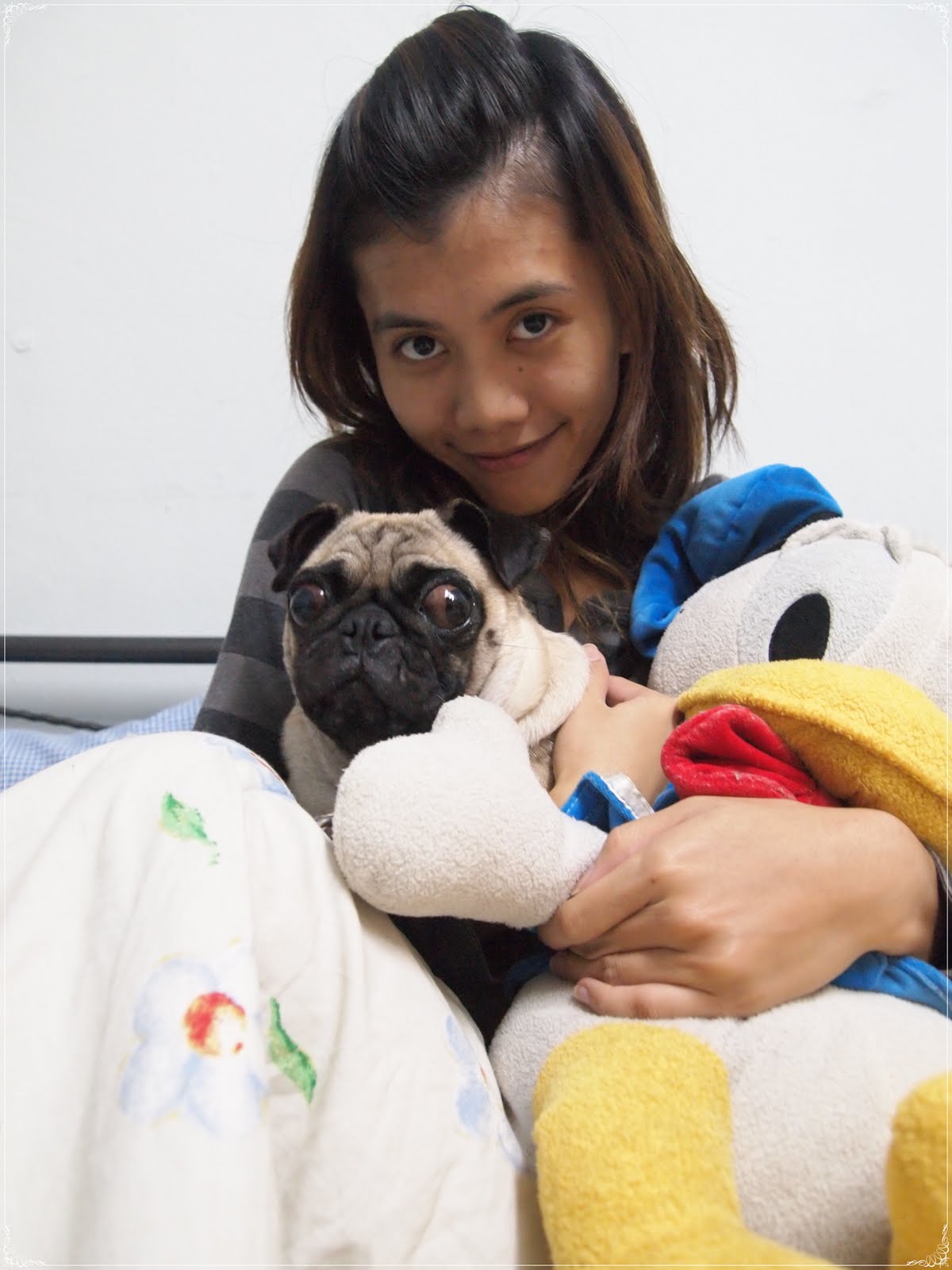 Joker The Pug : Featured In Commercial Ads and Movie. | A Little Piece ...