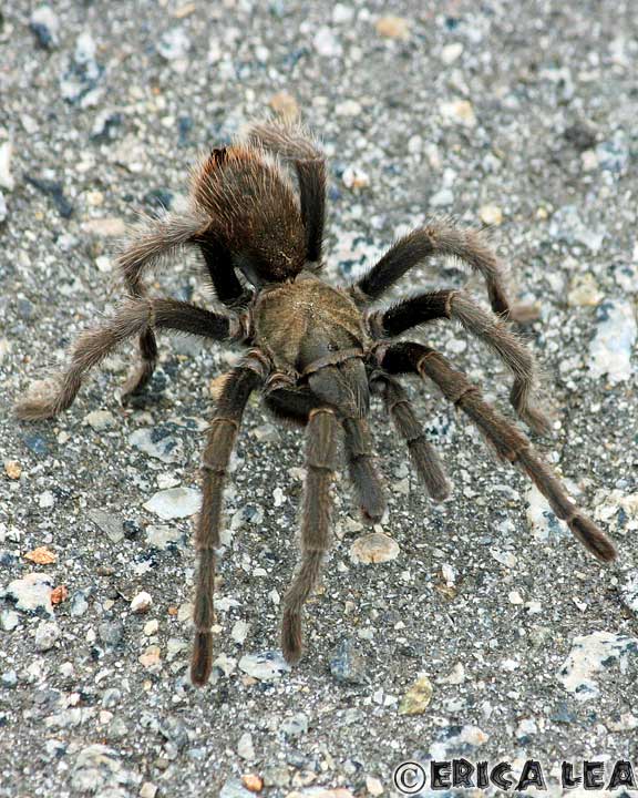 Creepy crawly skin at night - sudden itchy crawly rash on chest - itchy ...