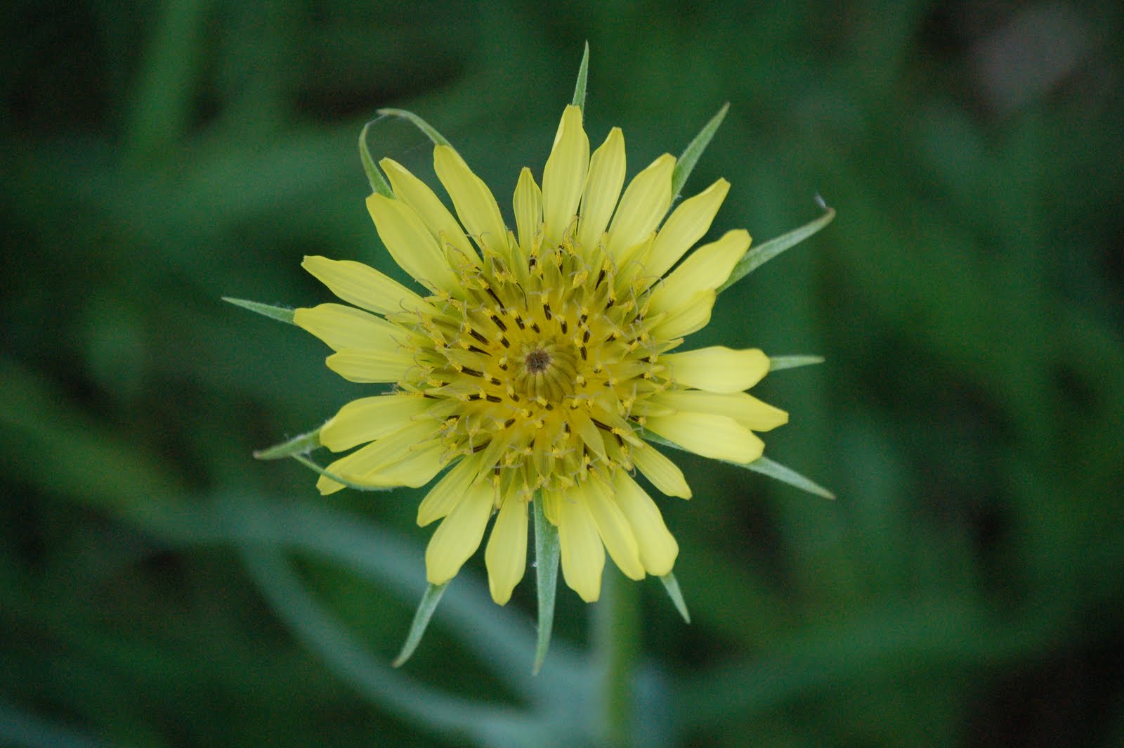 ZooBlog: Yellow Goat's Beard