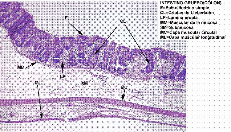 intestino grueso: Intestino Grueso