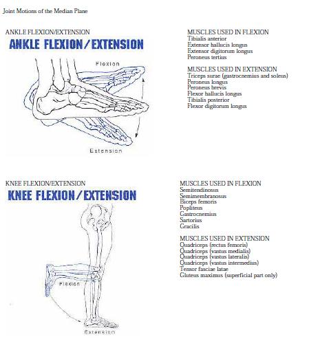 Truth about Fitness: Joint movements in different Planes with Muscle ...