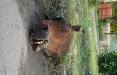 CAII MEI......: iunie 2010