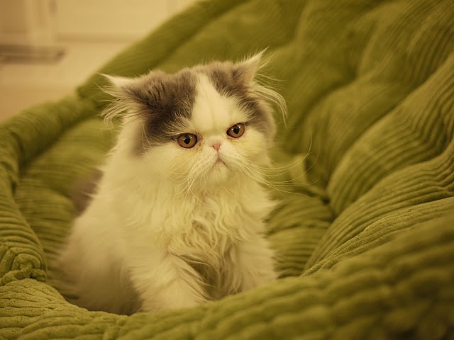 Catsparella: You Oughta Know: Mochi