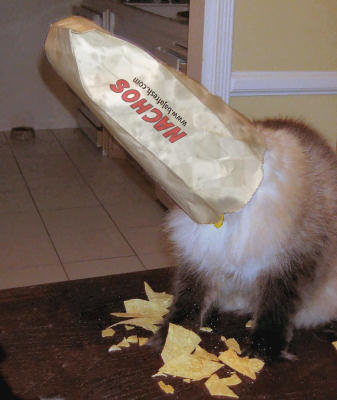 Catsparella: Cats Eating Their Way Through The Alphabet: A-Z