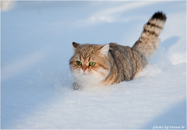 Catsparella: Snow Cat