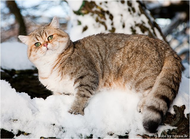 Catsparella: Snow Cat