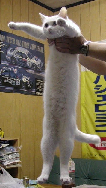 Catsparella: Longcat Scarf