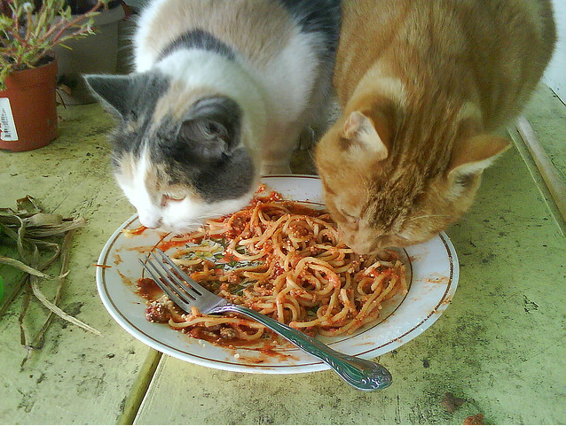 Catsparella: It's National Spaghetti Day!